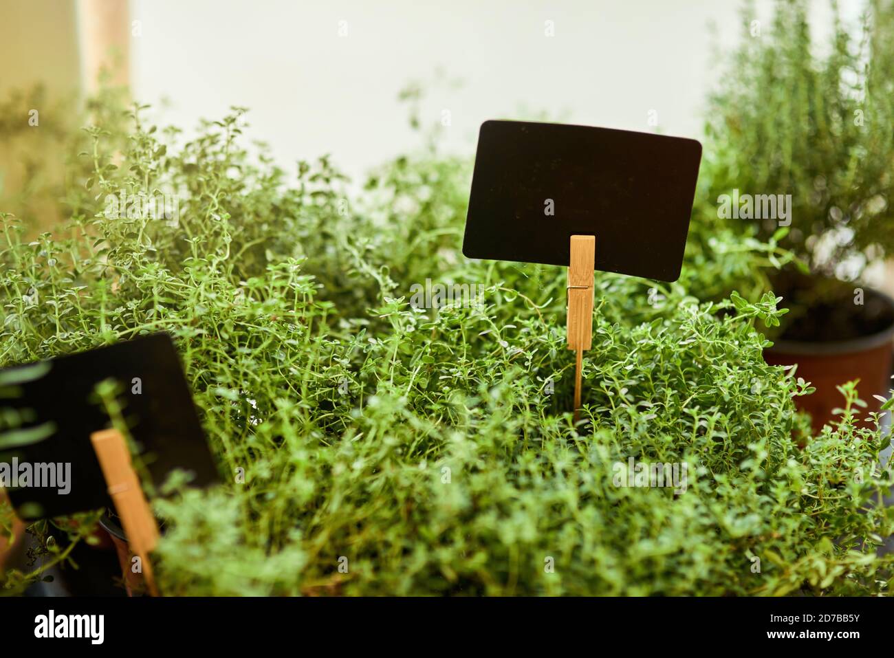 Growing pepper plants indoors hi-res stock photography and images - Alamy