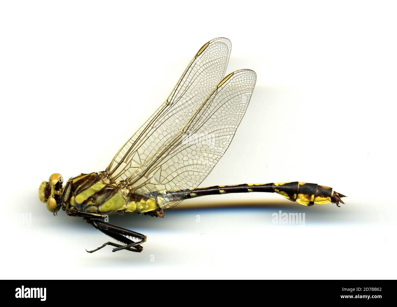 Gomphus externus hagen in selys hi-res stock photography and images - Alamy