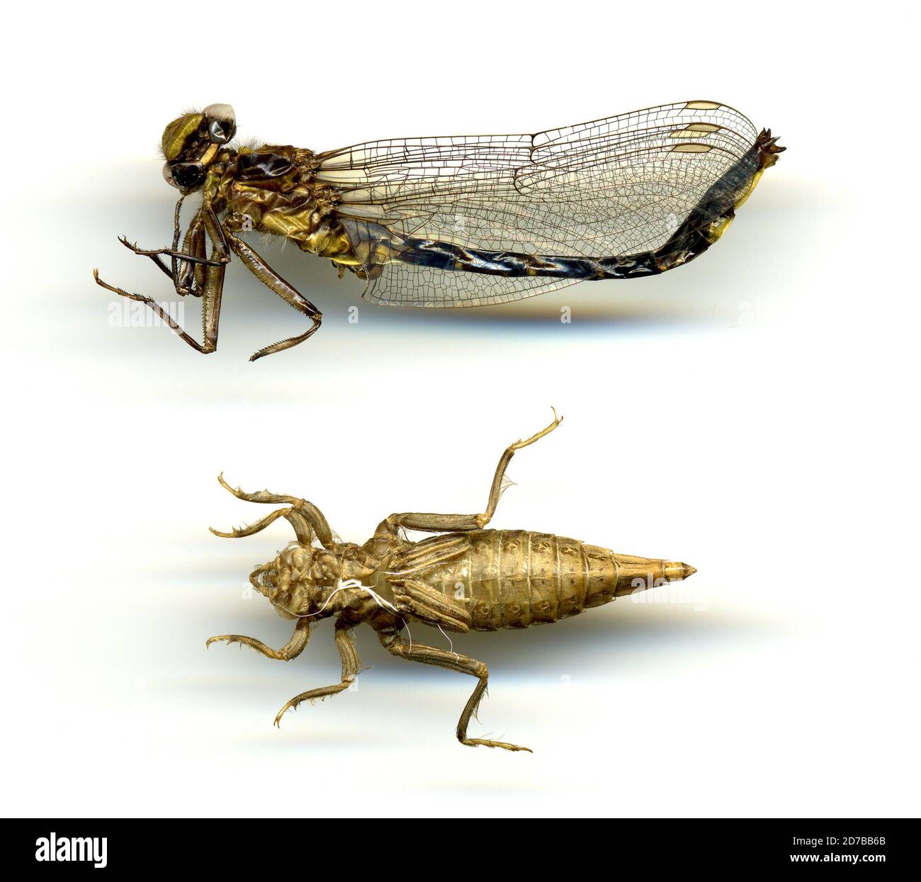 Little River just down stream Ellejoy Creek, Blount, Tennessee, United ...