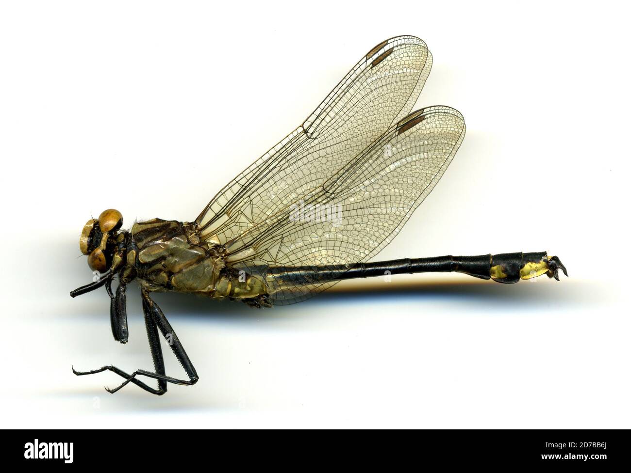 Gomphus fraternus hi-res stock photography and images - Alamy