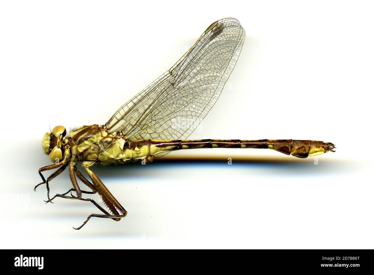 Gomphus hybridus williamson hi-res stock photography and images - Alamy