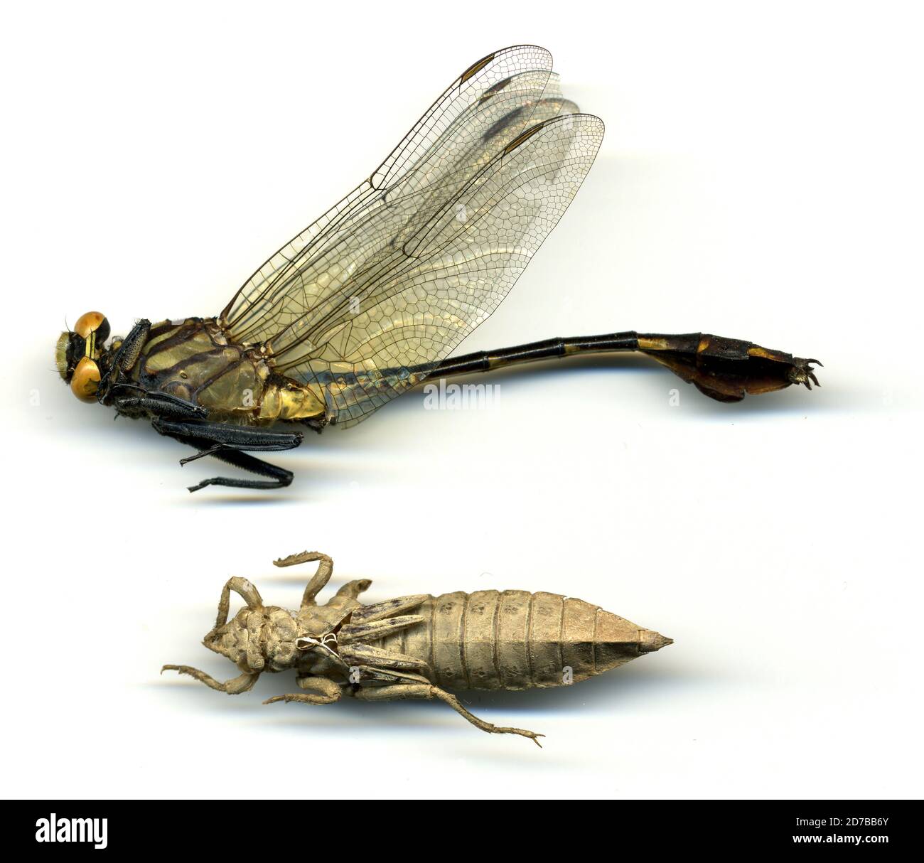 Gomphus dilatatus hi-res stock photography and images - Alamy