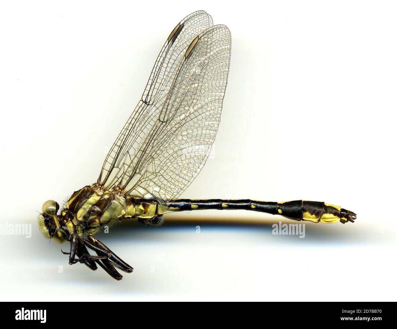 Garland springs Cut Out Stock Images & Pictures - Alamy