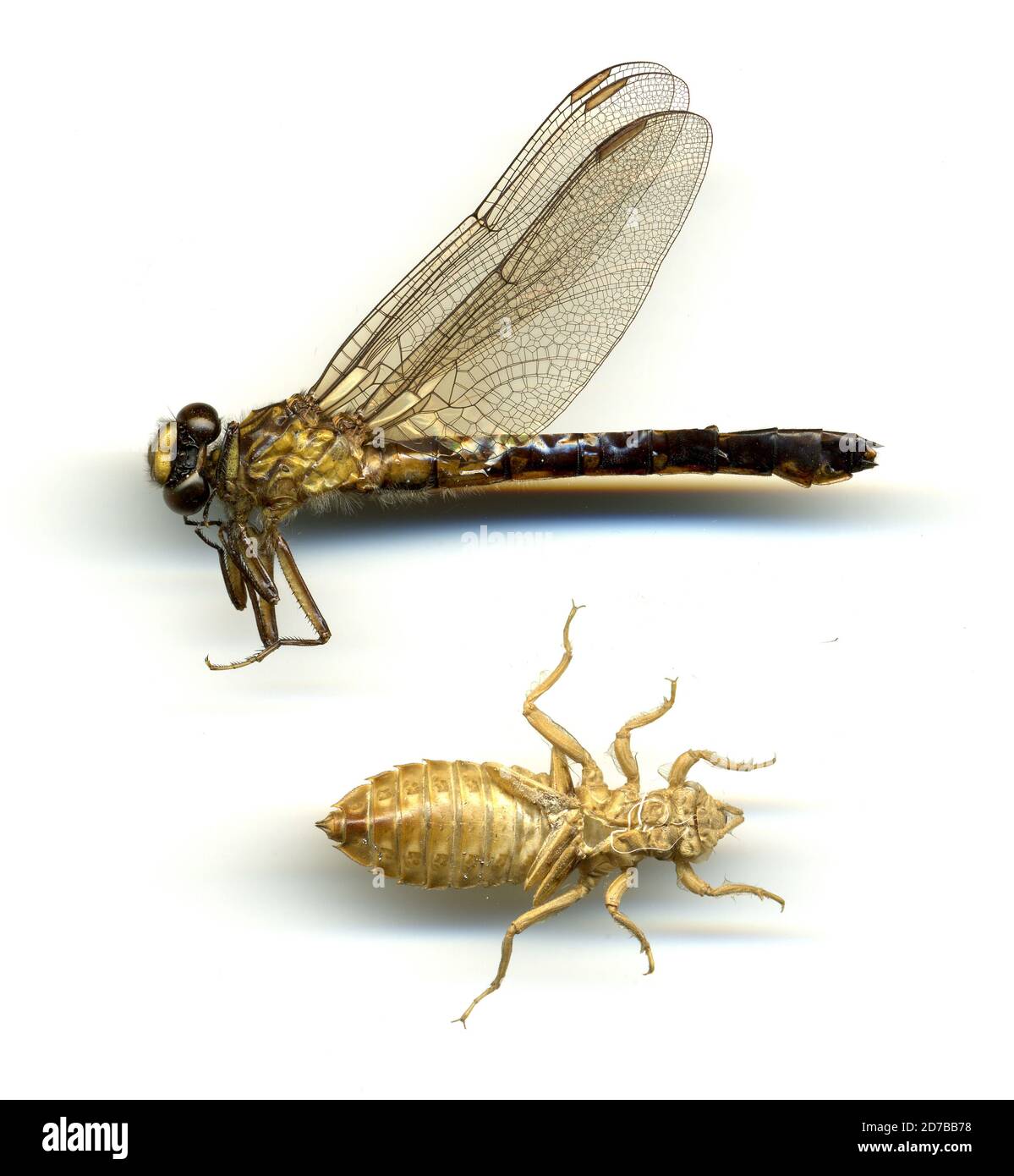 Gomphus viridifrons hine hi-res stock photography and images - Alamy