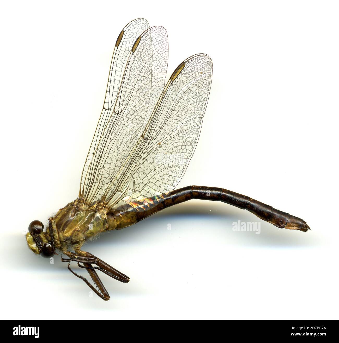 1956 animalia hi-res stock photography and images - Alamy