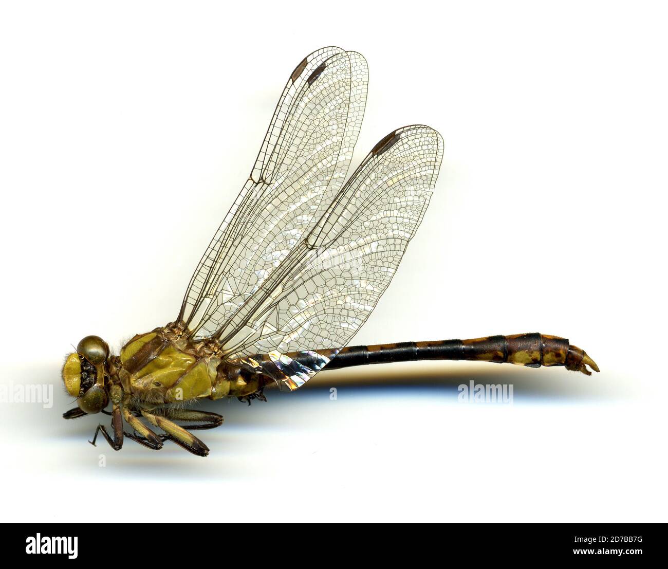 Pescadora Cr. at San Mateo County Park, San Mateo, California, United ...