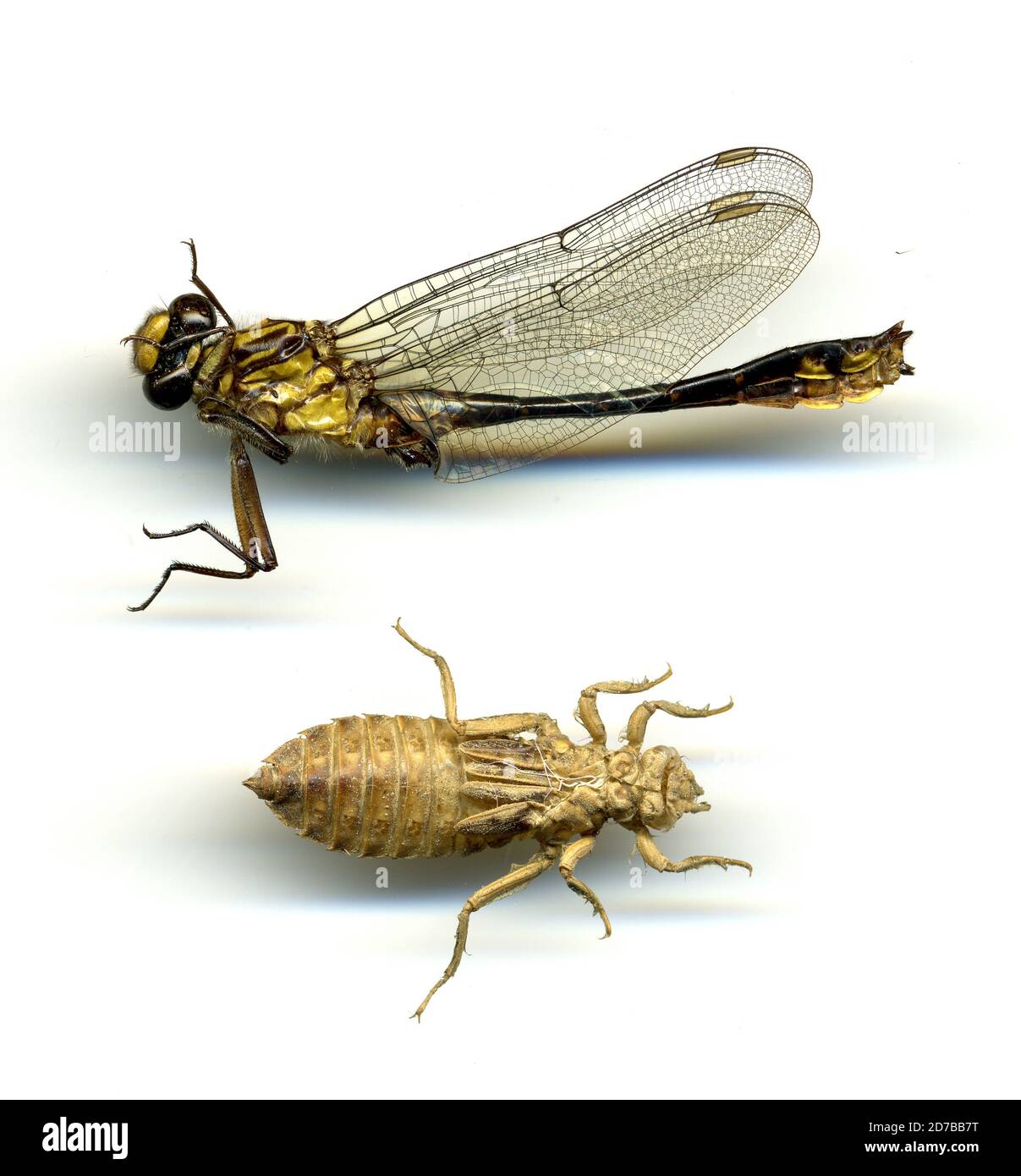 Little River, 1/2 mile upstream from Walland, Blount, Tennessee, United ...