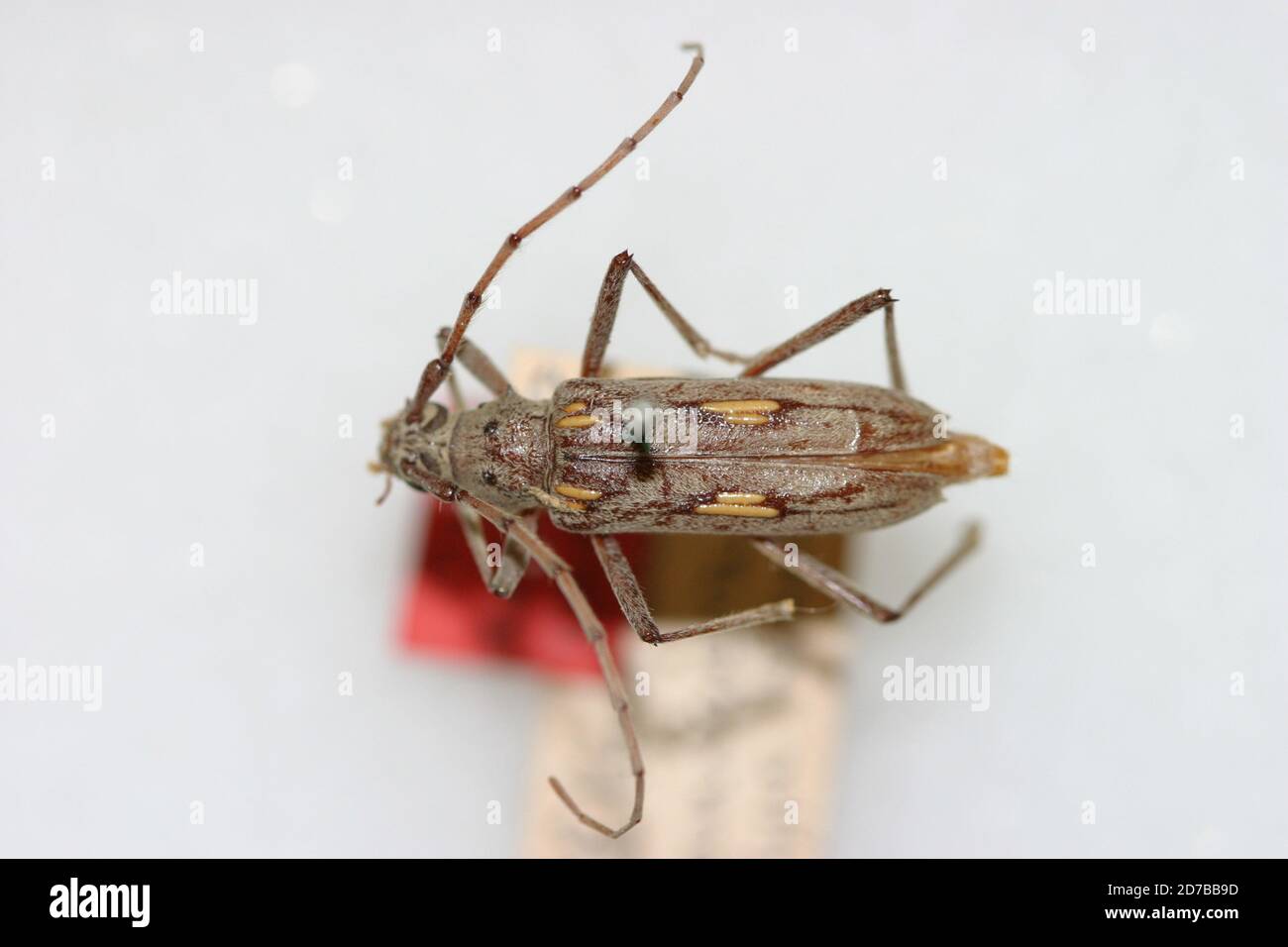 Galapagos Is., Charles I., Galapagos, Ecuador, Eburia lanigera Linell ...