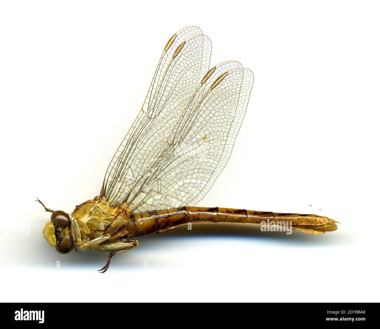 Ophiogomphus severus hagen hi-res stock photography and images - Alamy