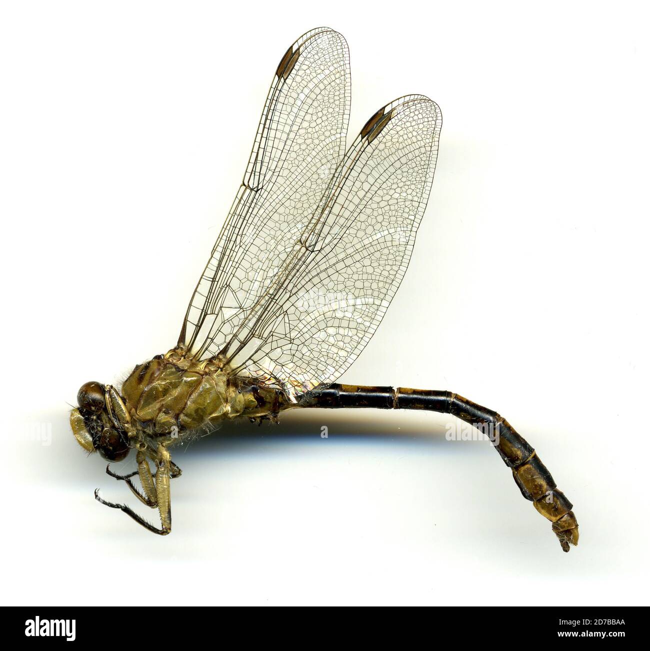 Elsie cow Cut Out Stock Images & Pictures - Alamy