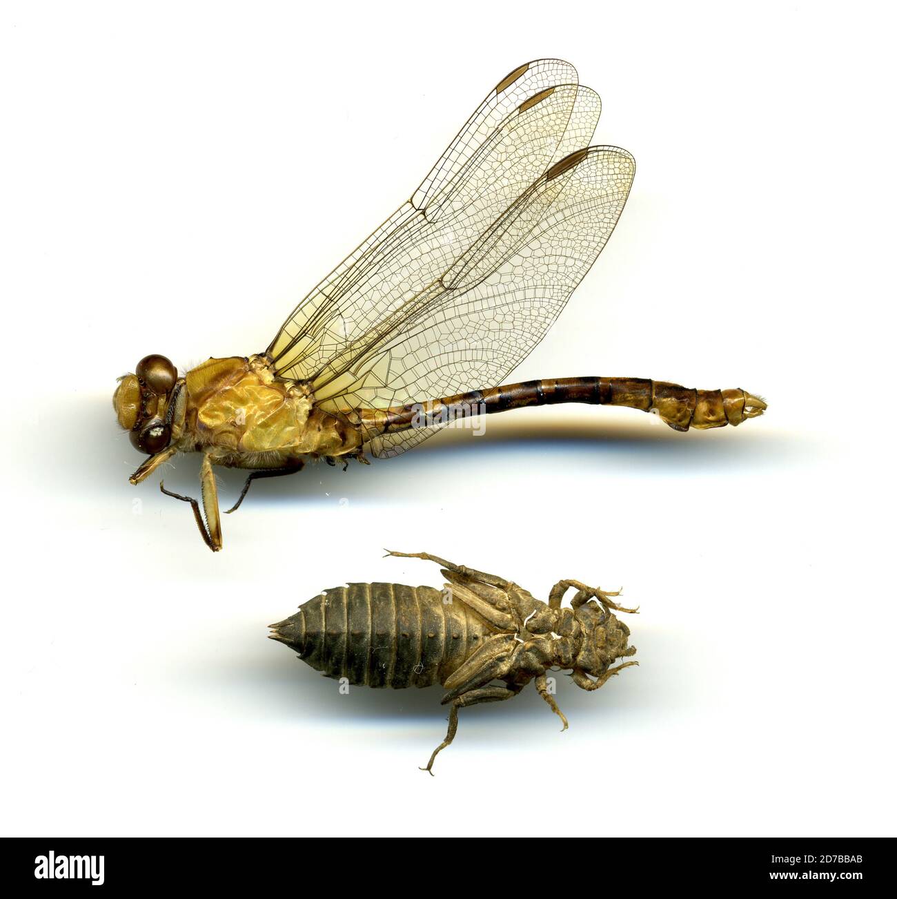 Duck River at Anchor Mill, 2 miles southwest of Elbethel, Bedford ...