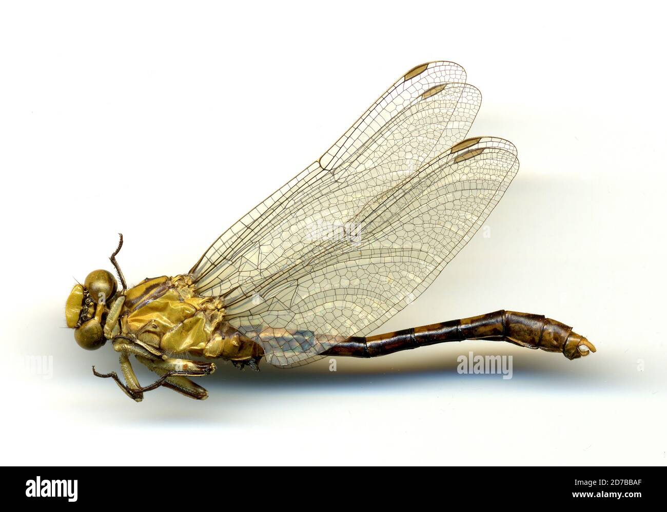 Ophiogomphus occidentis hagen hi-res stock photography and images - Alamy