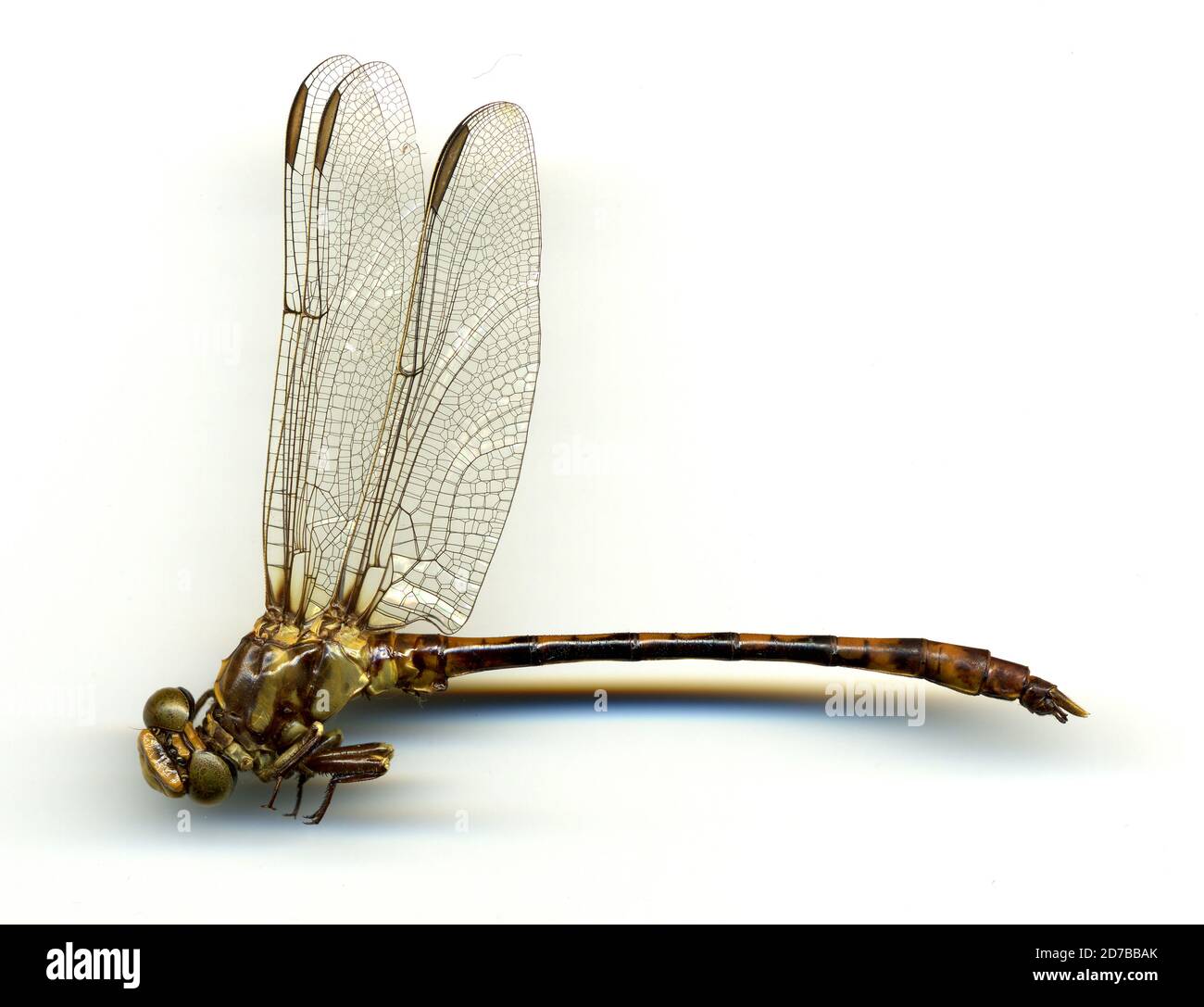 Josephine Creek, Highlands, Florida, United States, Progomphus ...