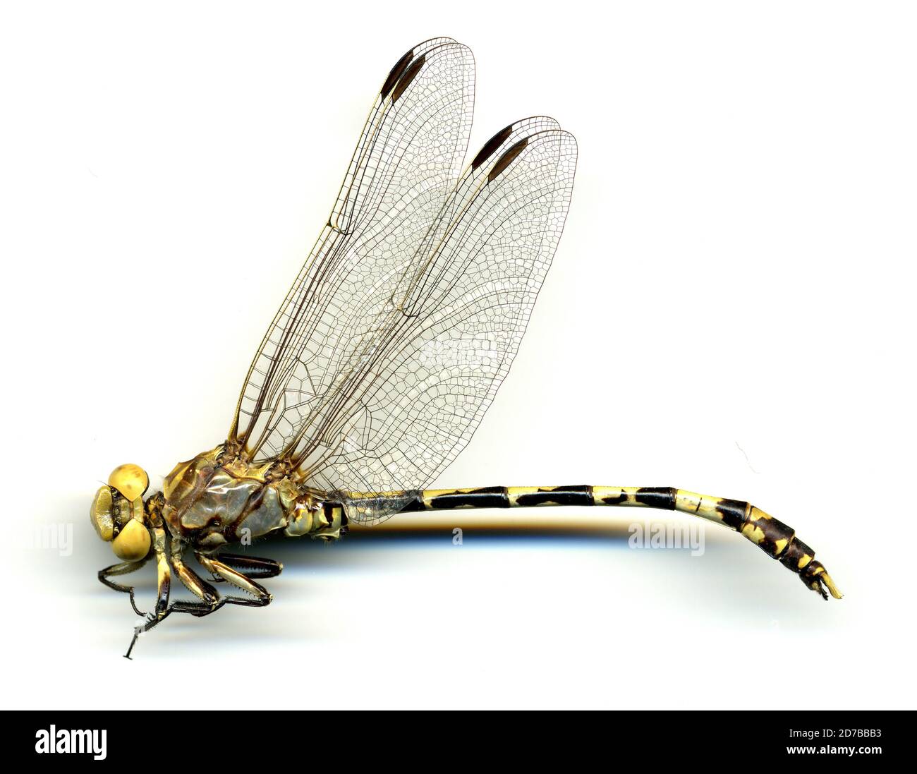 Gila River, 5 miles south of Cliff, Grant, New Mexico, United States ...