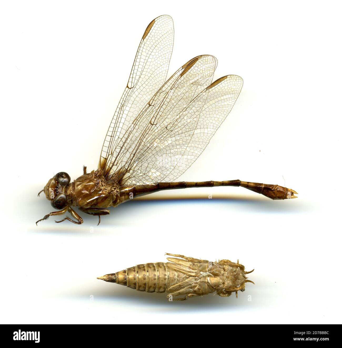 1842 animalia hi-res stock photography and images - Alamy