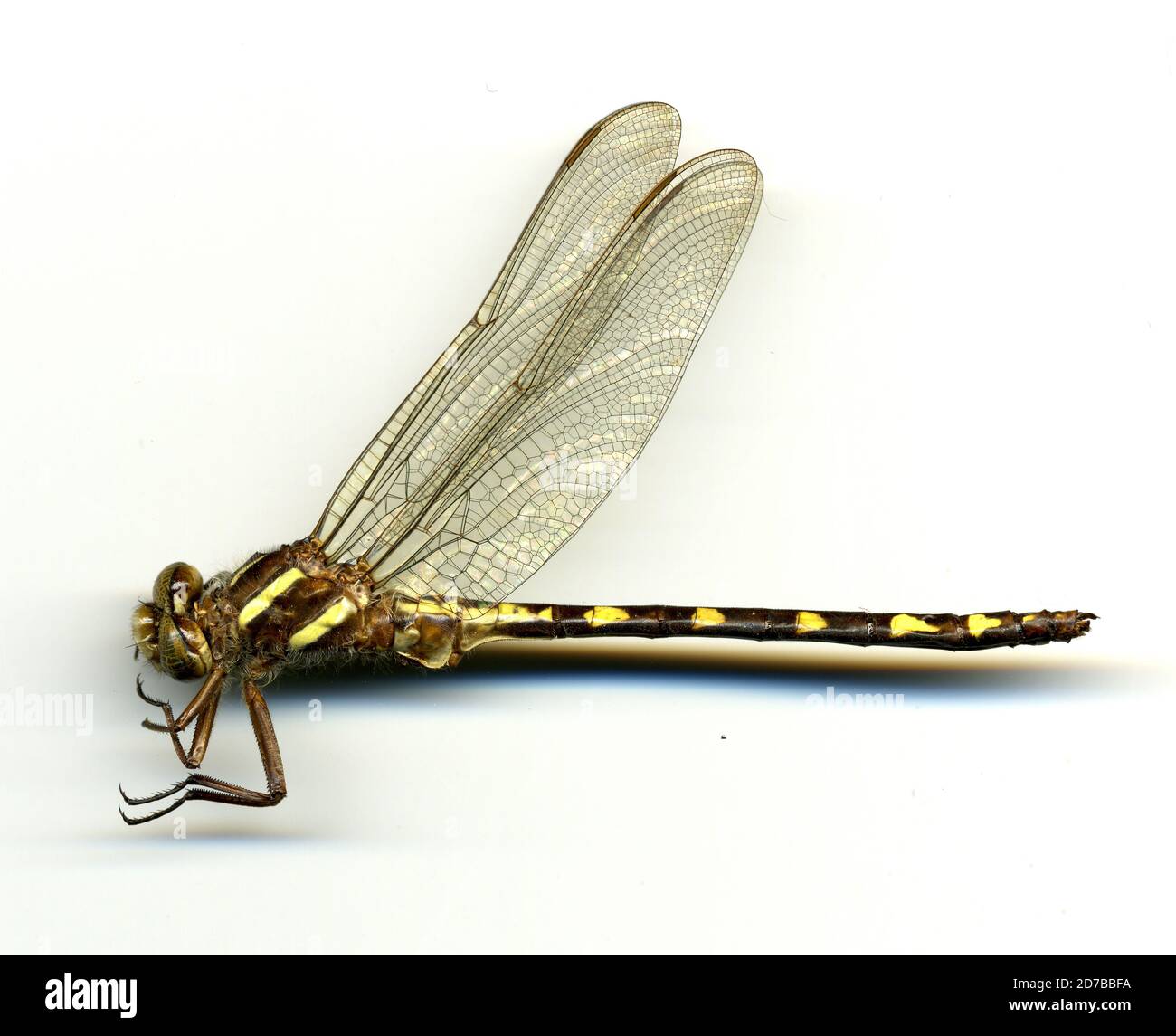 Overflow Creek South of Highlands off Clear Creek Road, Macon, North ...