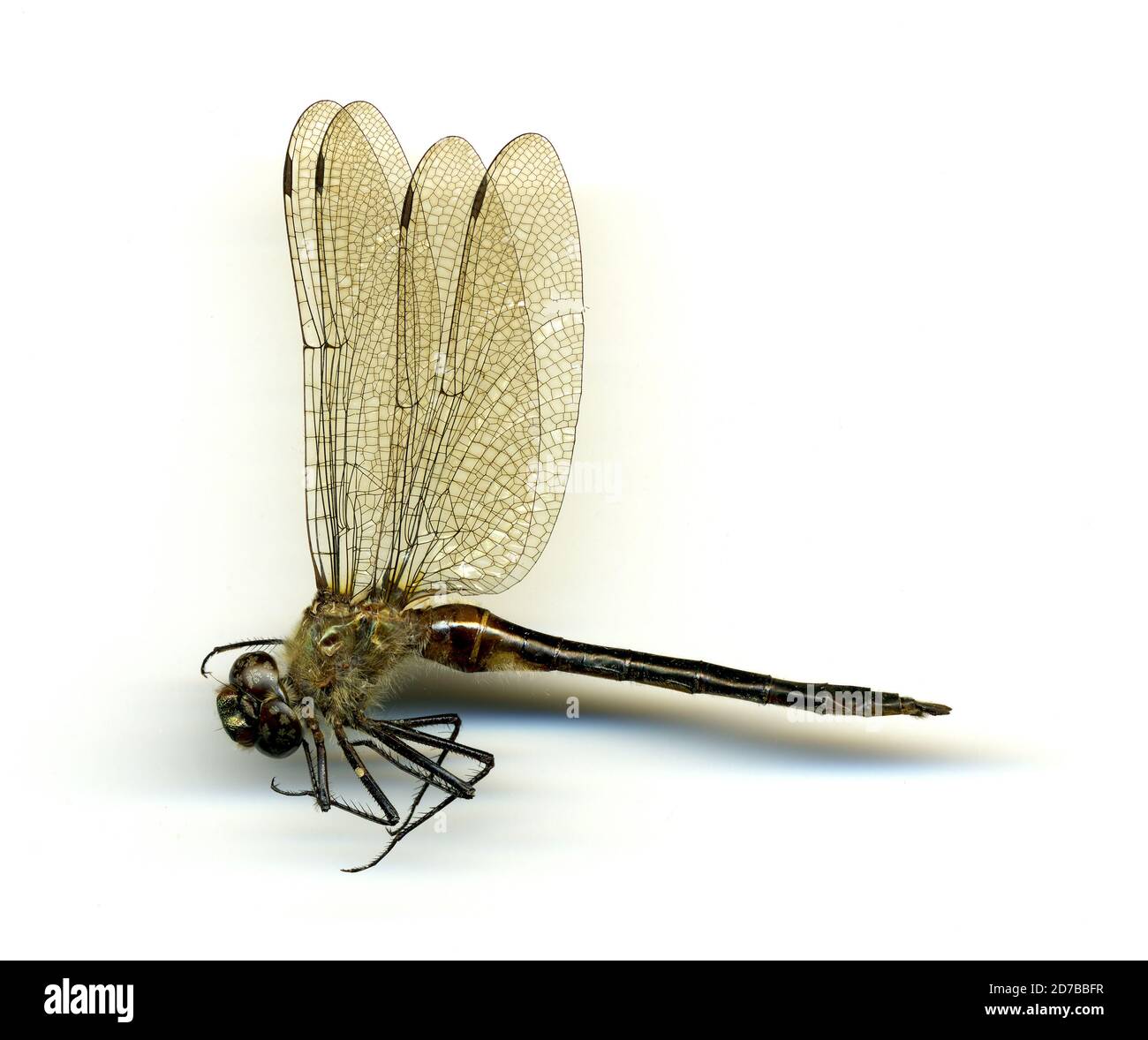 Scudder High Resolution Stock Photography and Images - Alamy