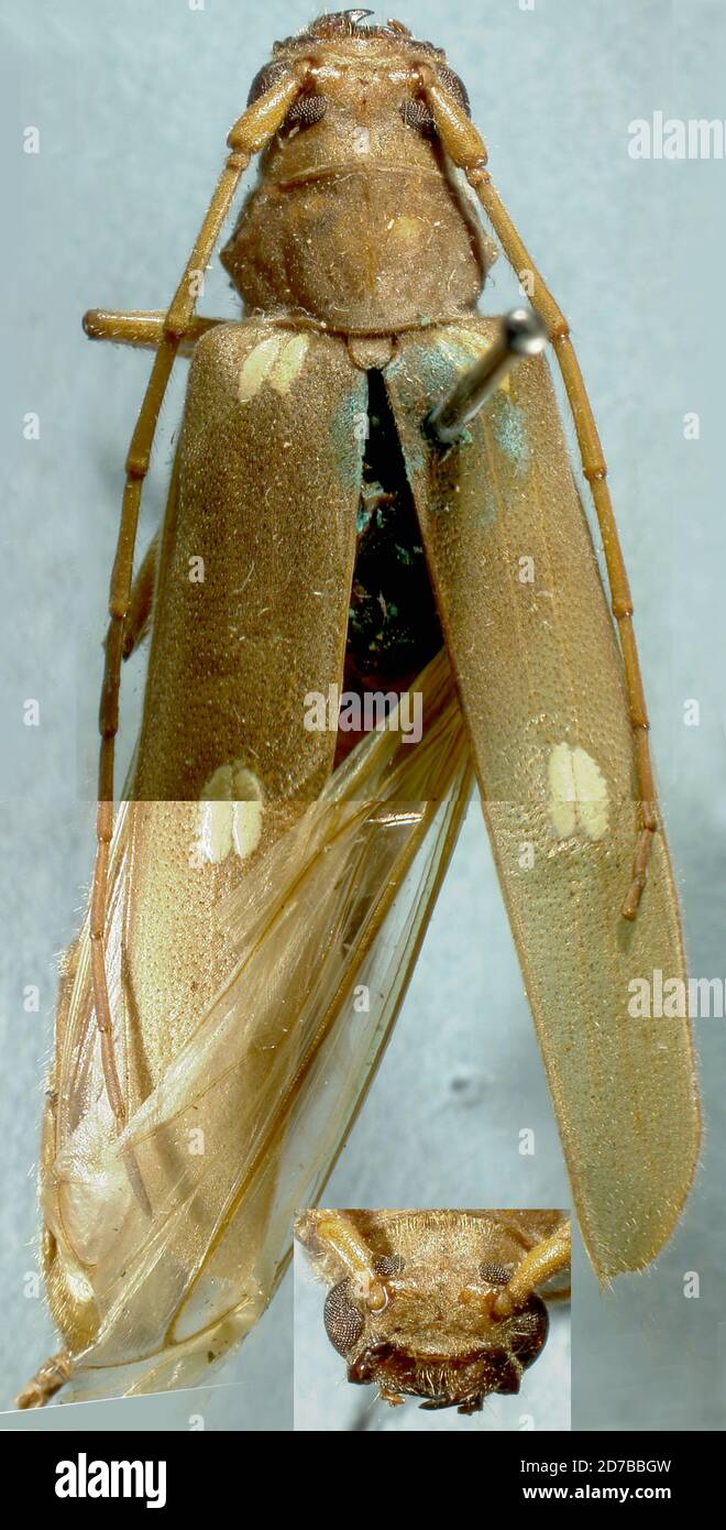 B. N., Borneo, 5000 ft., Mt. Kinabalu, Marei Parei, Sabah, Malaysia ...