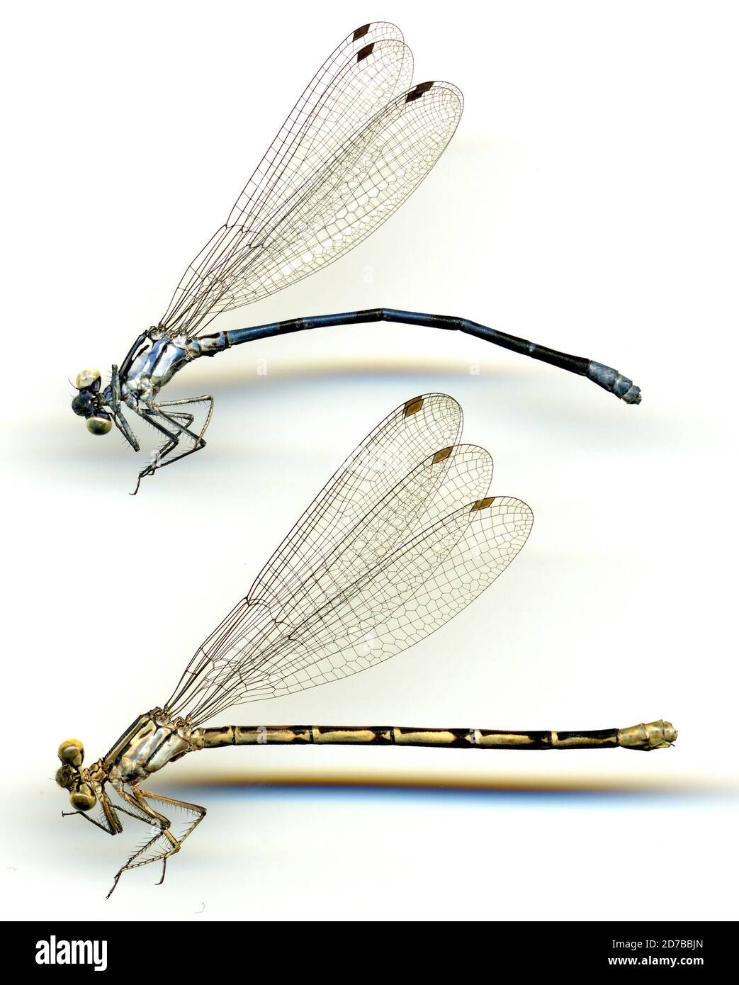 Mount Lemmon, mile 7.4 Catalina Highway, Soldier Creek Canyon, Molino ...