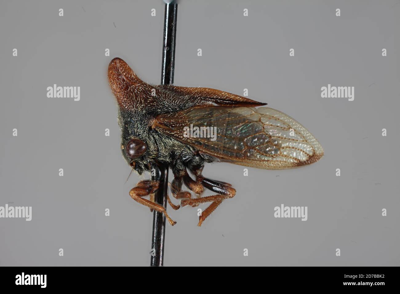 Davao, mindinao (sic), Mindanao, Philippines, Tricentrus porrectus ...