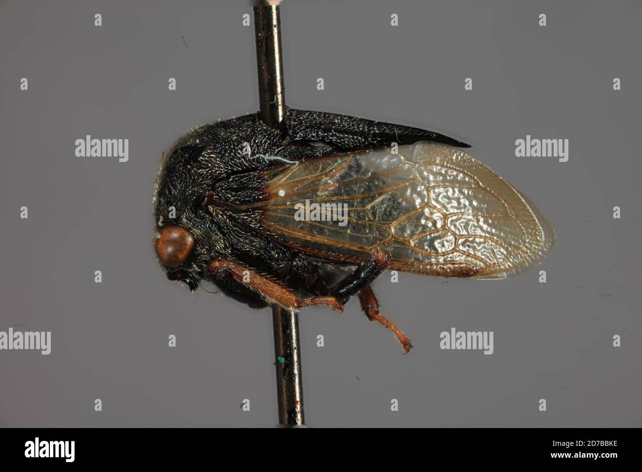 Laloki, papua, Papua New Guinea, Tricentrus papuaensis Funkhouser, 1929 ...