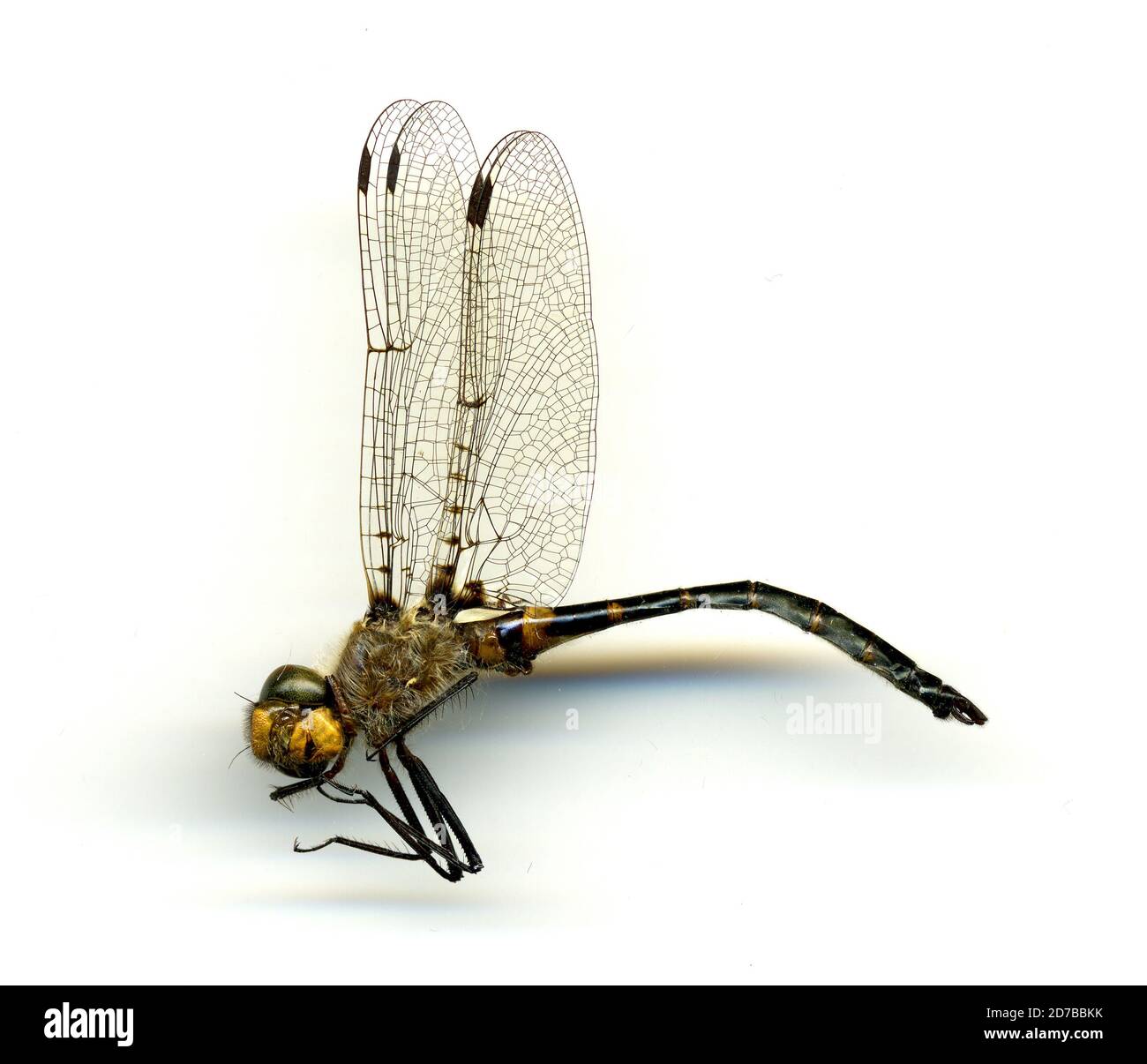 Blackwater river florida hi-res stock photography and images - Alamy