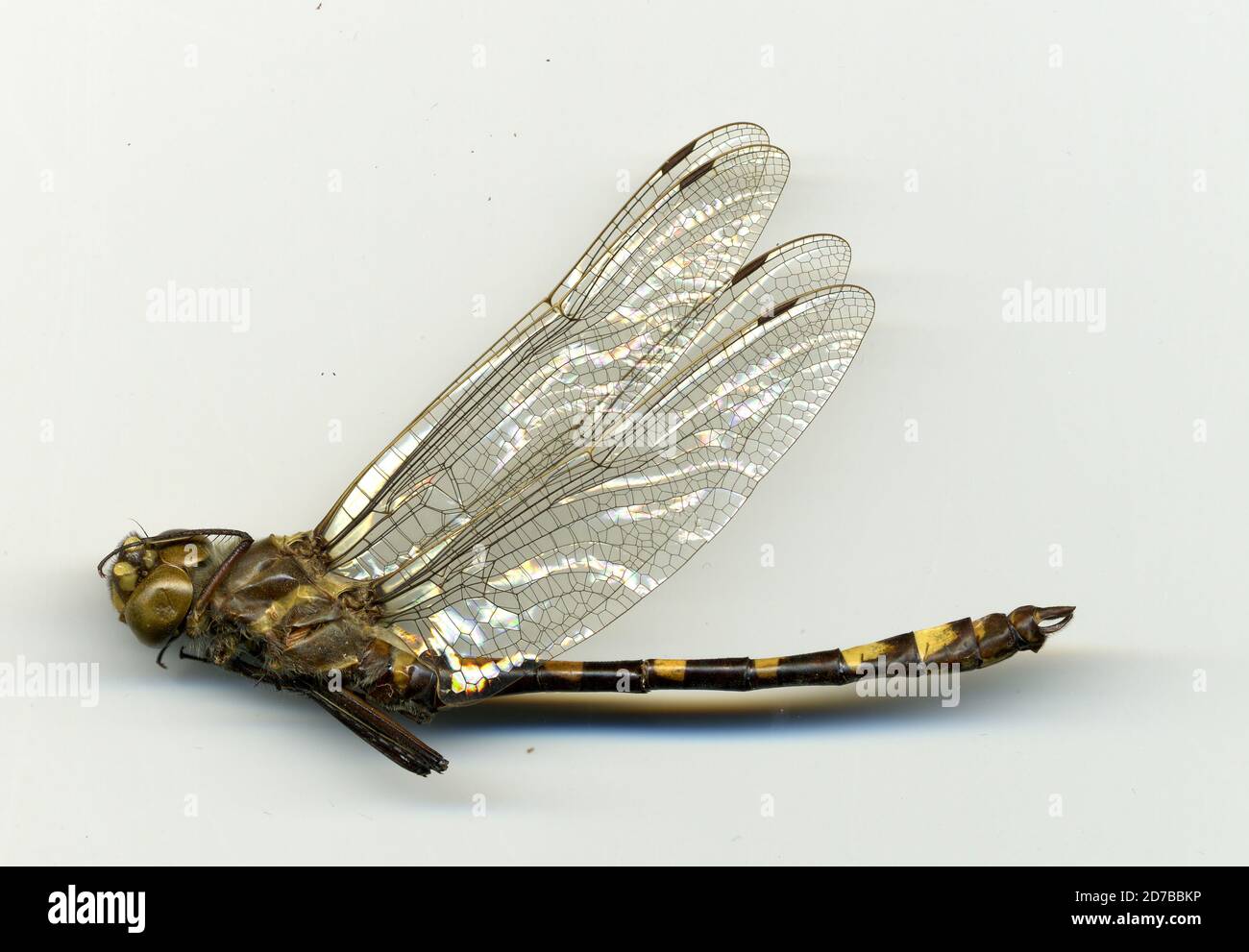 Macromia magnifica mclachlan in selys hi-res stock photography and ...