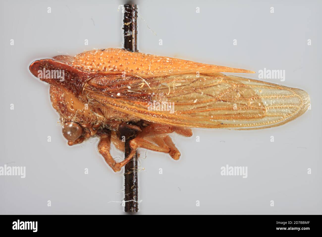 Pinned, La Suiza, Turriabla, Cartago, Costa Rica, Turrialbia felina ...