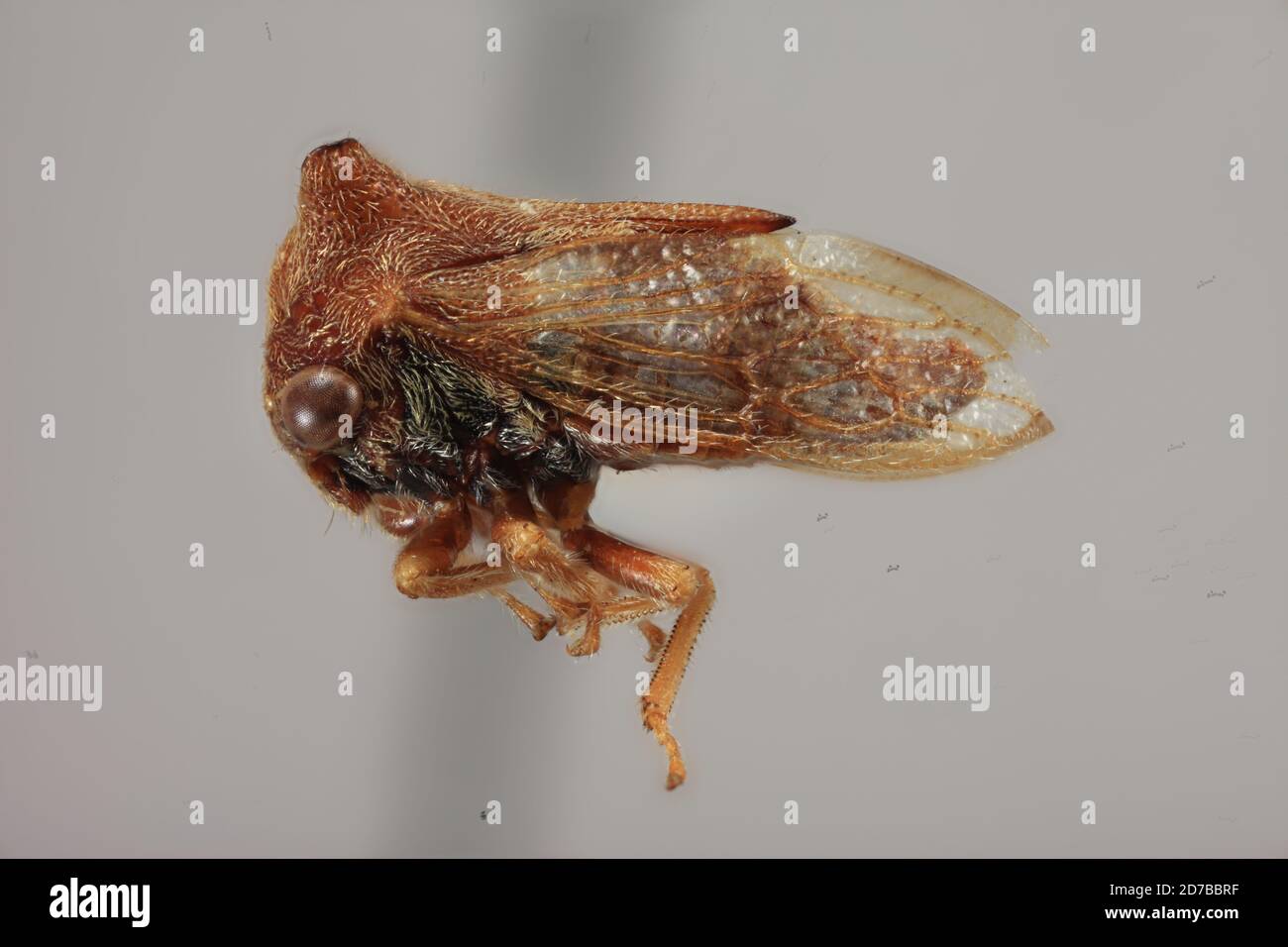 Tricentrus dubius kato hi-res stock photography and images - Alamy