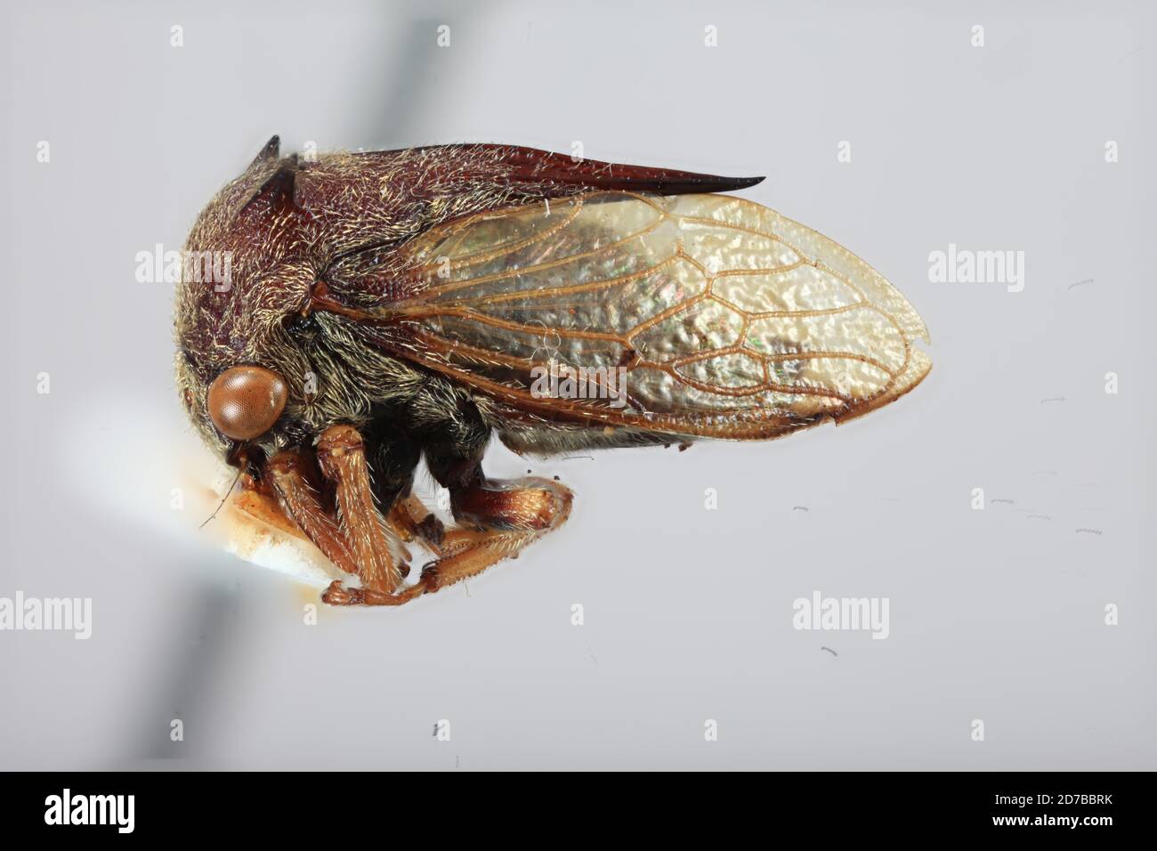 Sandakan, Borneo, Sabah, Malaysia, Tricentrus attenuicornis Funkhouser ...