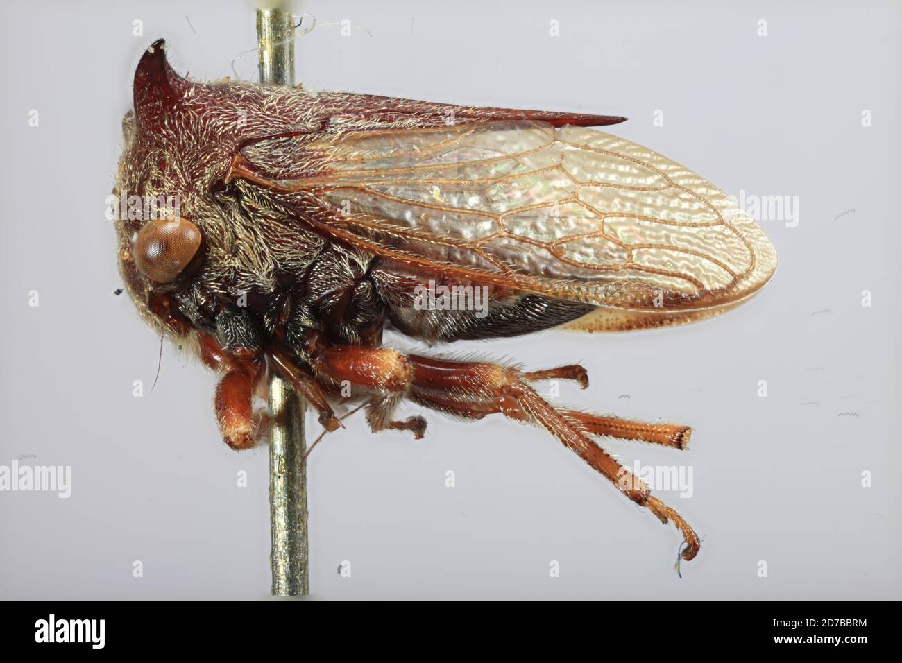 Singapore, Tricentrus brunneus Funkhouser, 1918, Animalia, Arthropoda ...