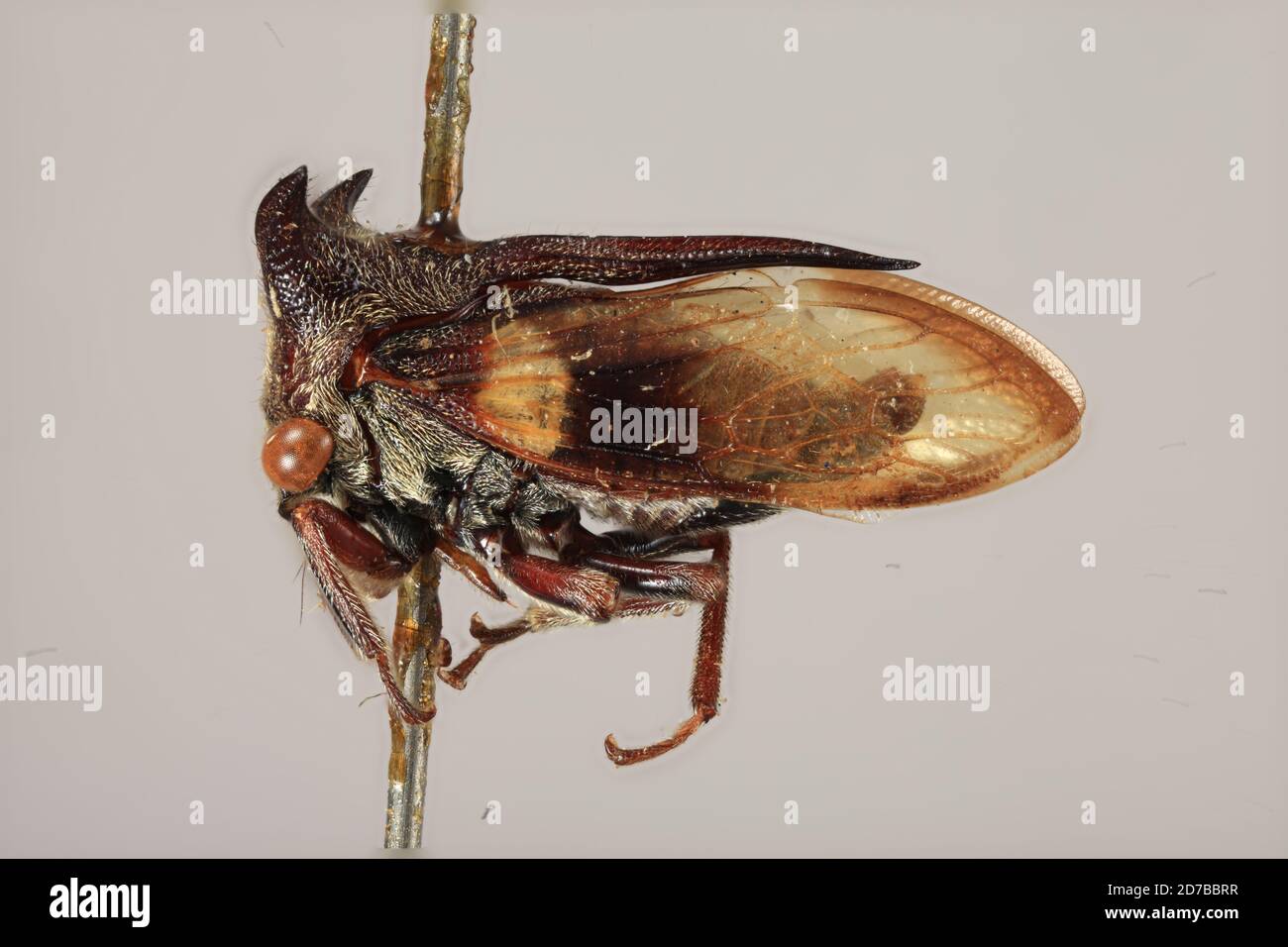 Imugin, N. Viscaya, Nueva Vizcaya, Philippines, Tricentrus fascipennis ...