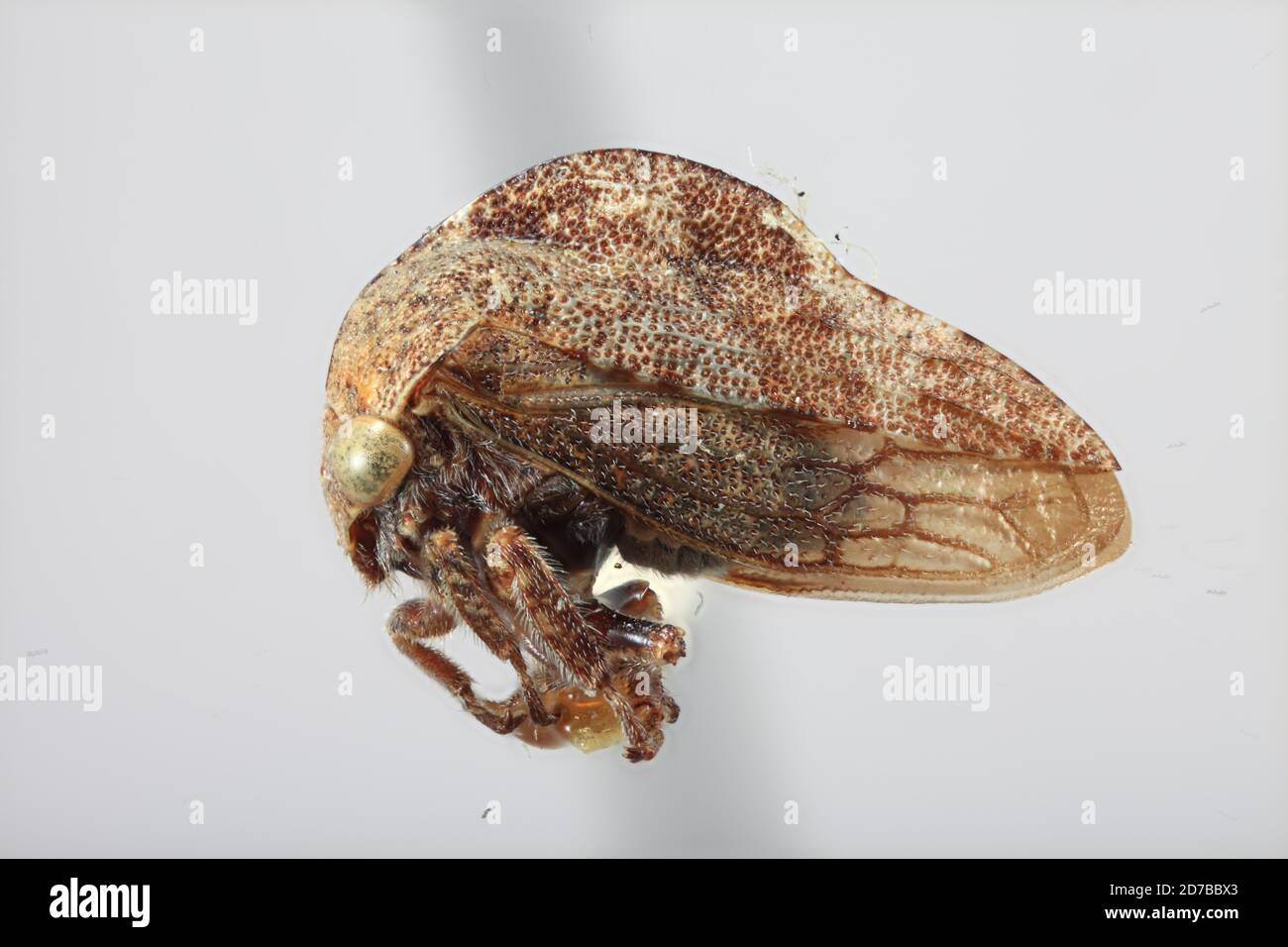 Colorado, United States, Telamona brevis Ball, 1903, Animalia ...