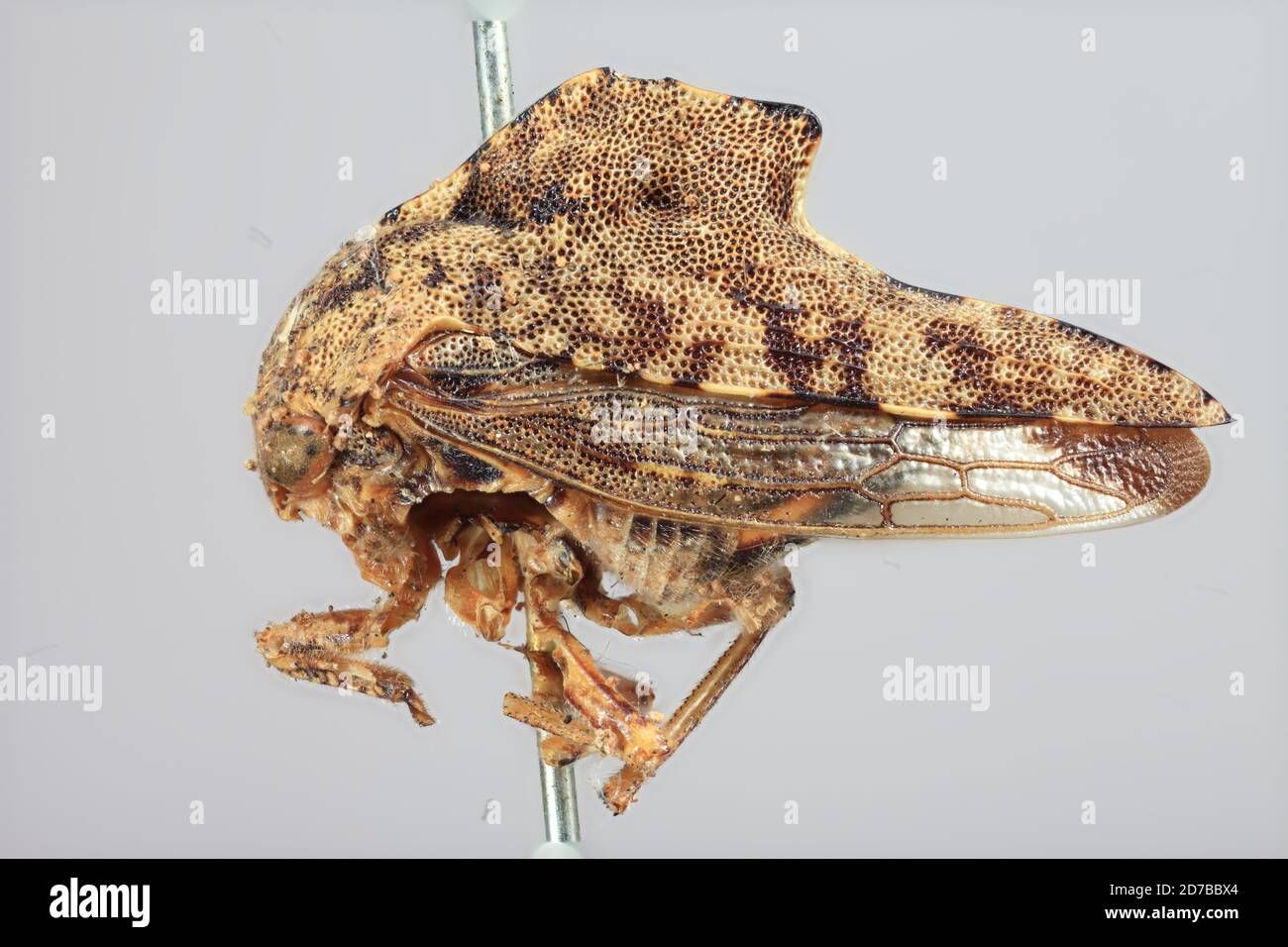 1892 animalia hi-res stock photography and images - Alamy