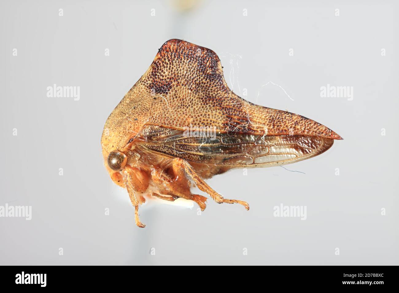 Telamona tiliae ball hi-res stock photography and images - Alamy