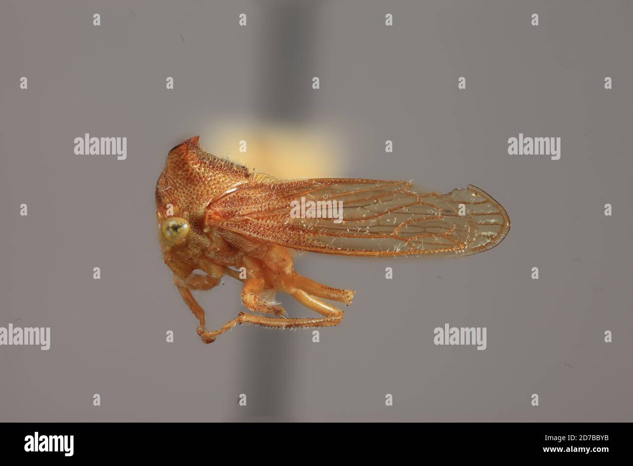 Pinned, Vitoc, Peru, Tolania vitocensis Albertson, 2006, Animalia ...