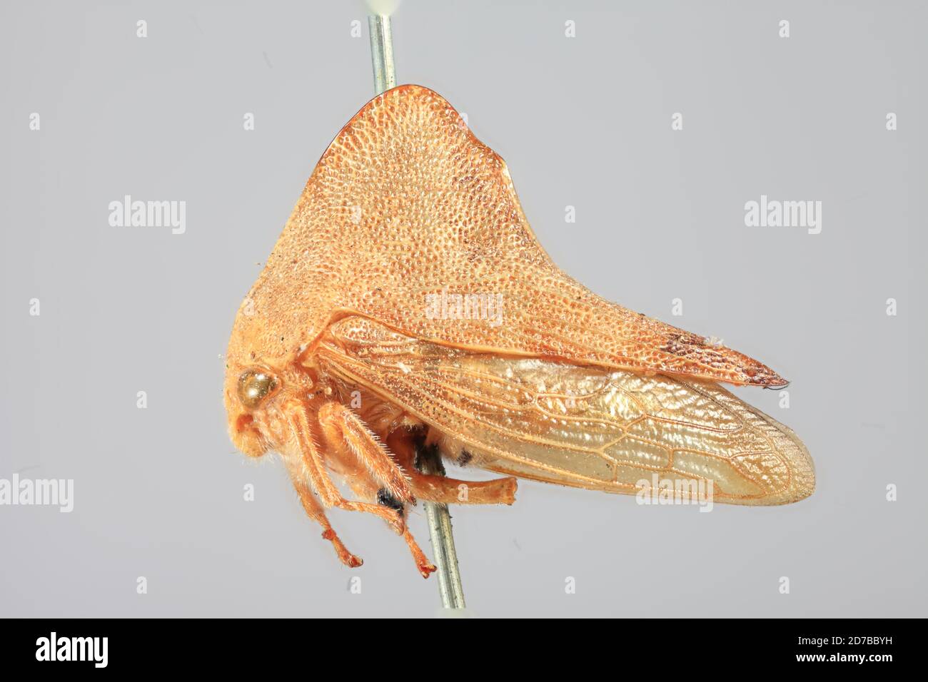 Telonaca ramona var pasadena ball hi-res stock photography and images - Alamy