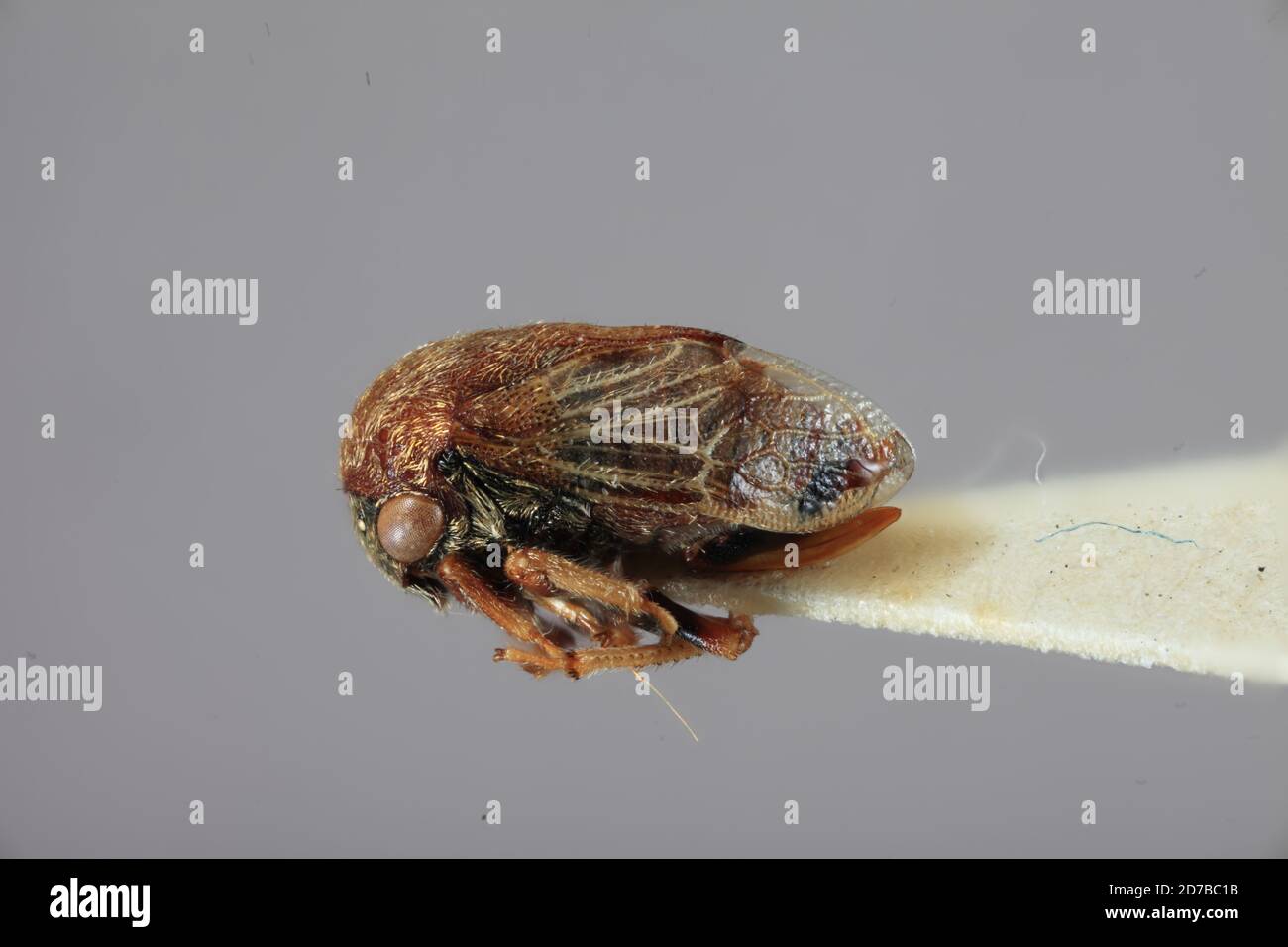 Tonkin, hoa-binh, Vietnam, Gargara tonkini Funkhouser, Animalia ...