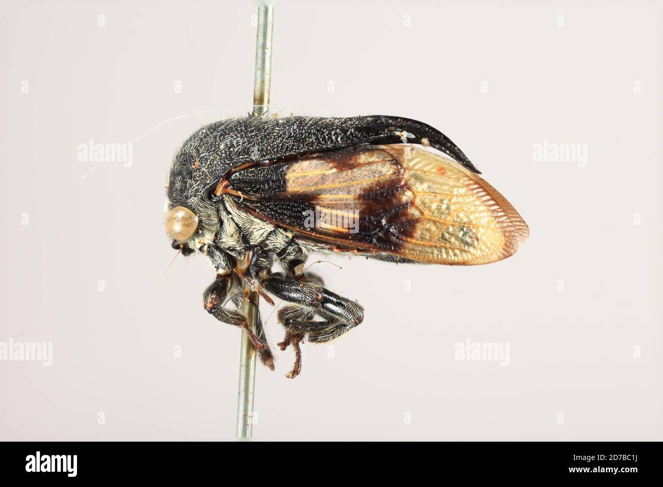 Mt. Makiling, Luzon, Luzon, Philippines, Gargara trifoliata Funkhouser ...