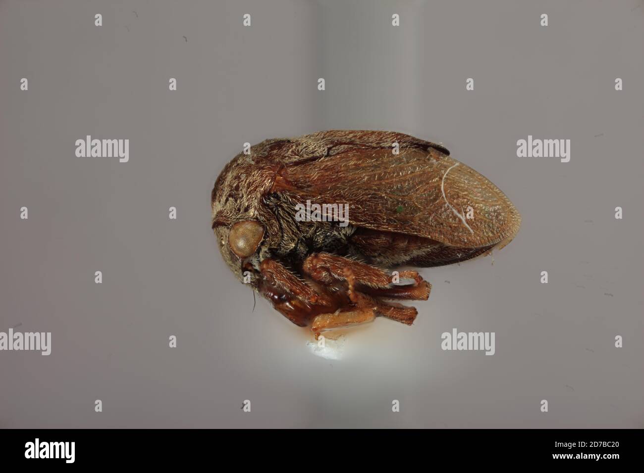 Singapore, Gargara triangulata Funkhouser, 1918, Animalia, Arthropoda ...
