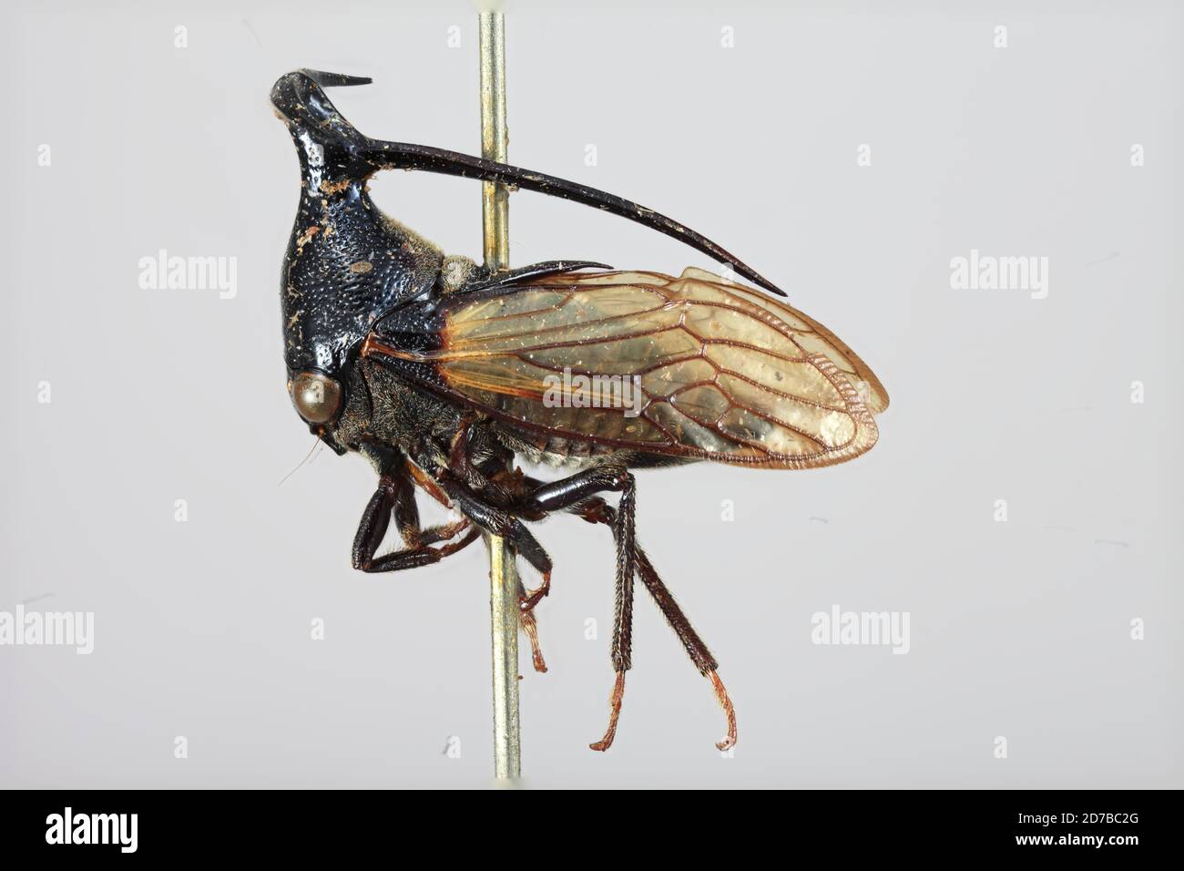 P. Princesa, Palawan, Palawan, Philippines, Leptobelus elevatus ...