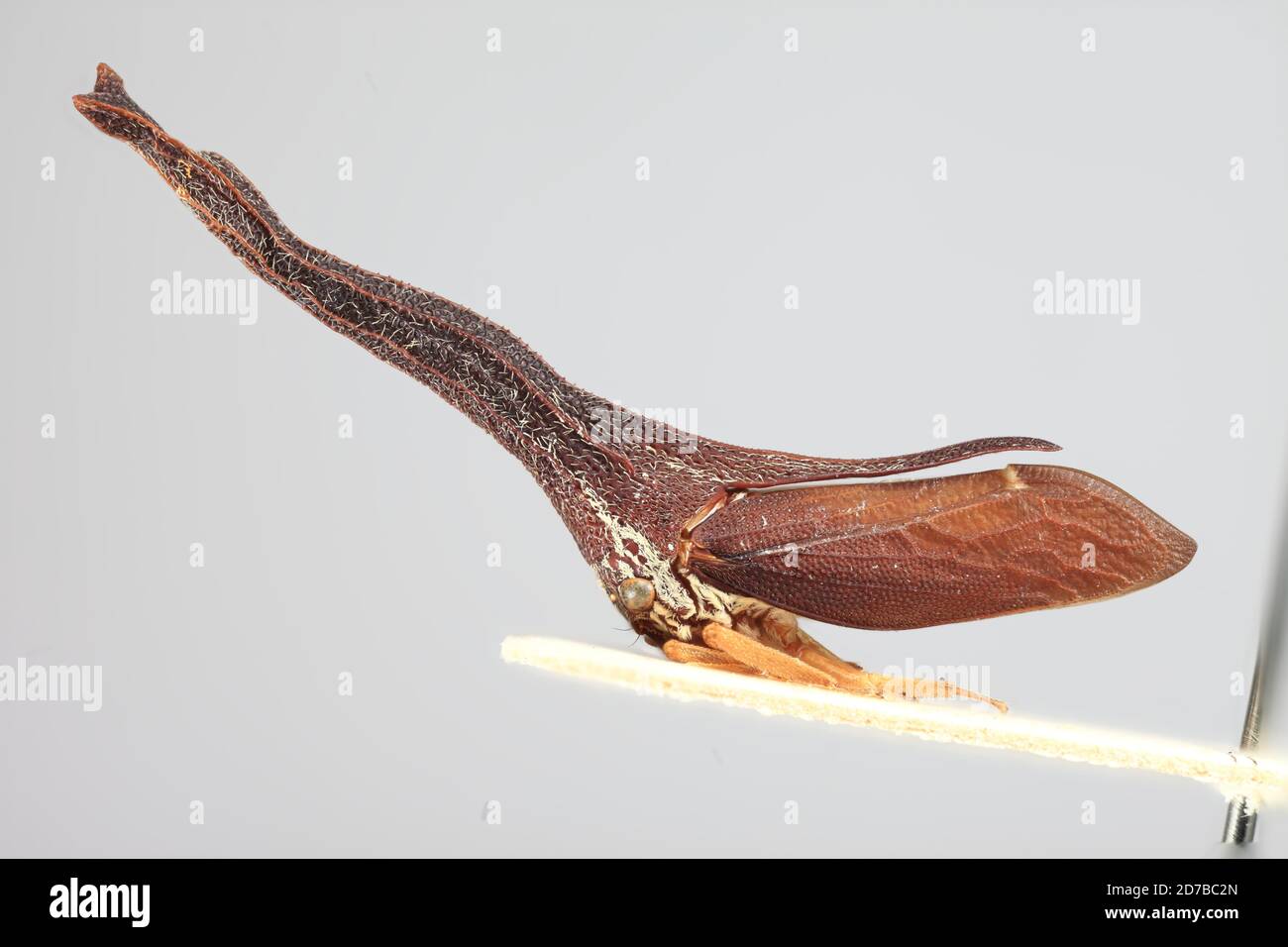 1929 animalia hi-res stock photography and images - Alamy