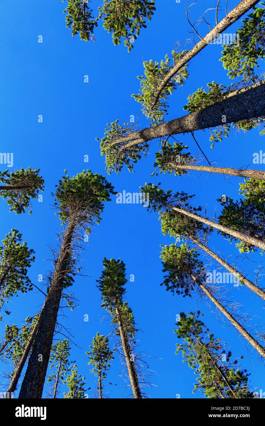 Canadian palm trees hi-res stock photography and images - Alamy