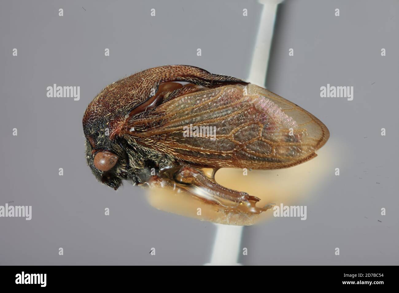 Hong san, SE kiangai, China, China, Gargara gressitti Funkhouser, 1942 ...