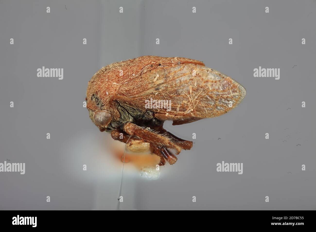 Gargara granulata funkhouser hi-res stock photography and images - Alamy