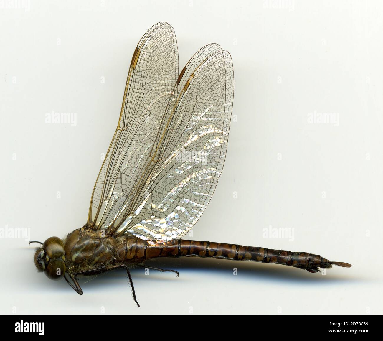 Anchorage, Alaska, United States, Aeshna interrupta lineata Walker ...