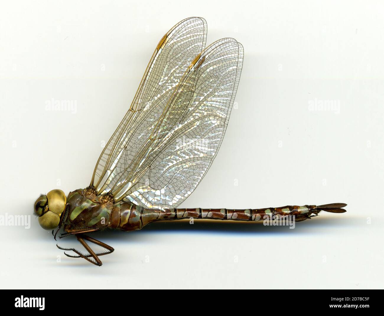 Gilbert baker camp ground hi-res stock photography and images - Alamy