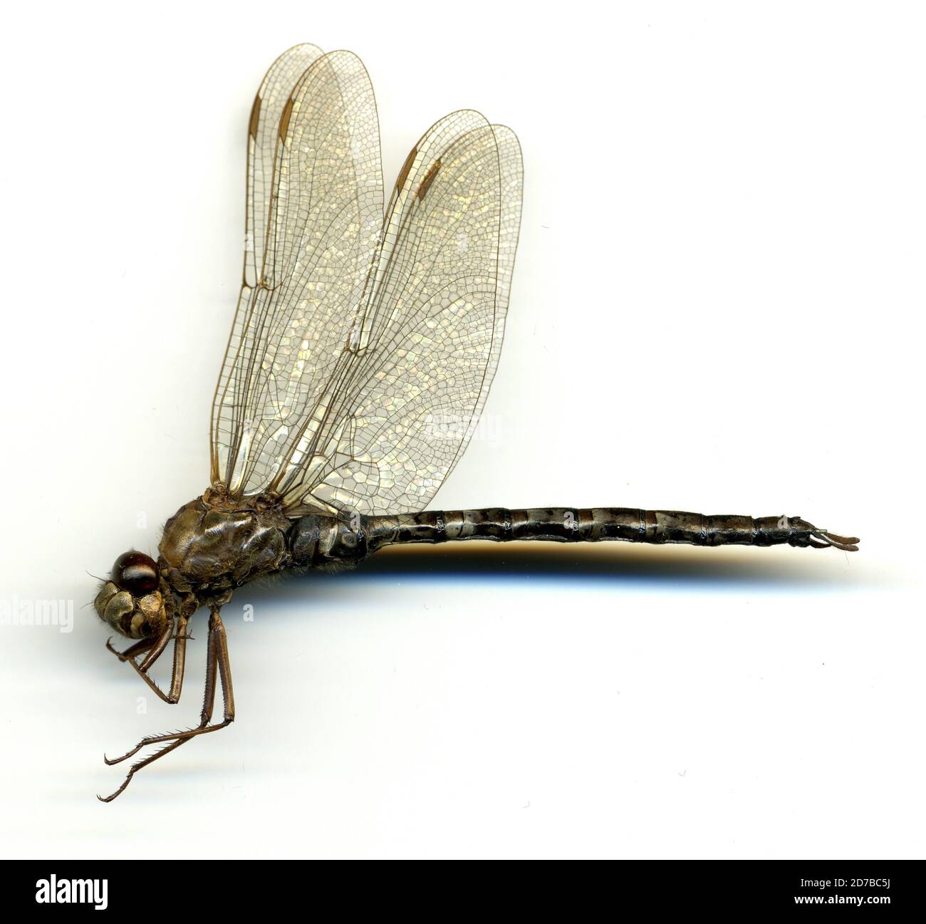 Churchill, 'Bush', Manitoba, Canada, Aeshna septentrionalis Burmeister ...