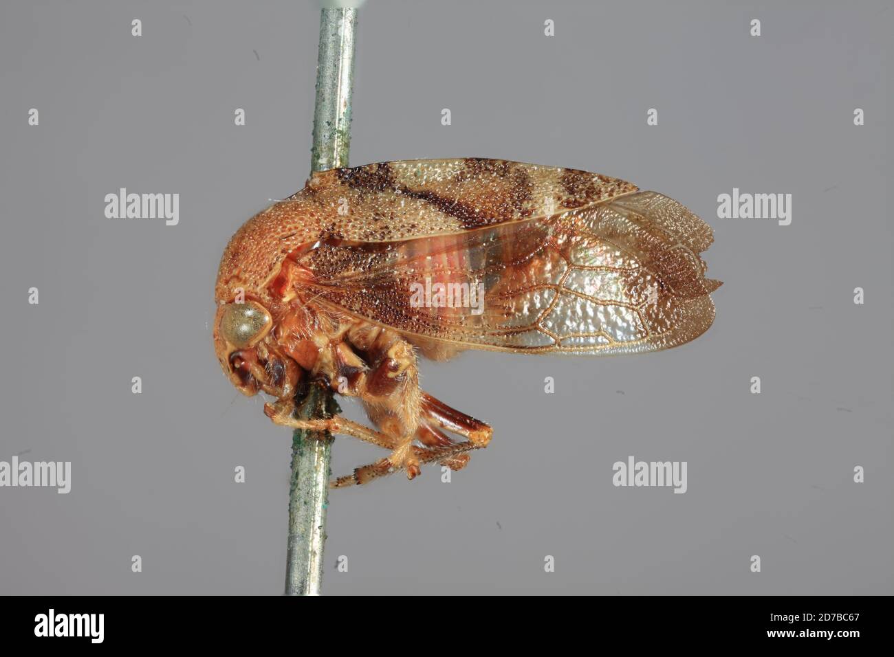 1854 animalia hi-res stock photography and images - Alamy