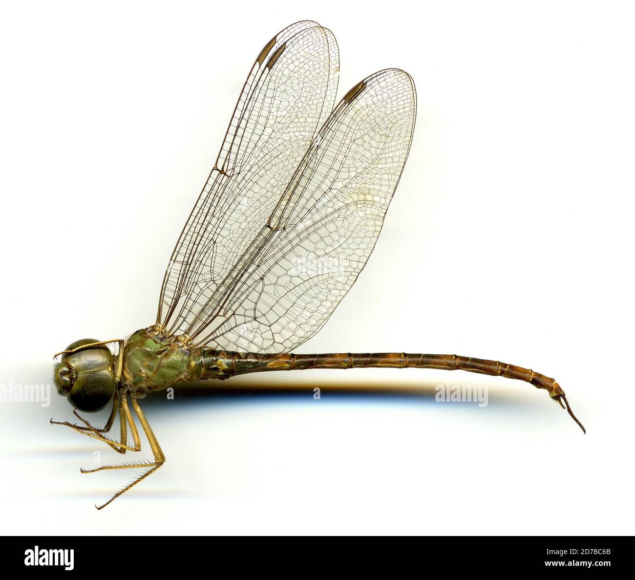 Berbice River, Dubulay Ranch, Upper Demerara-Berbice, Guyana ...